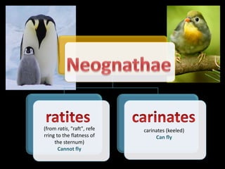 Aves neornithes | PPTX