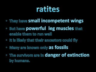 Aves neornithes | PPTX