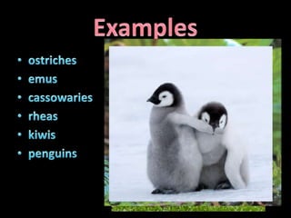 Aves neornithes | PPTX