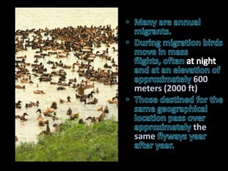 Aves neornithes | PPTX