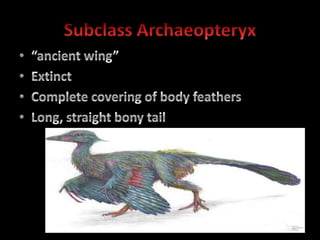 Aves neornithes | PPT | Free Download