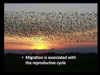 Aves neornithes | PPTX