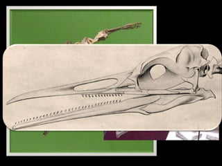 Aves neornithes | PPTX