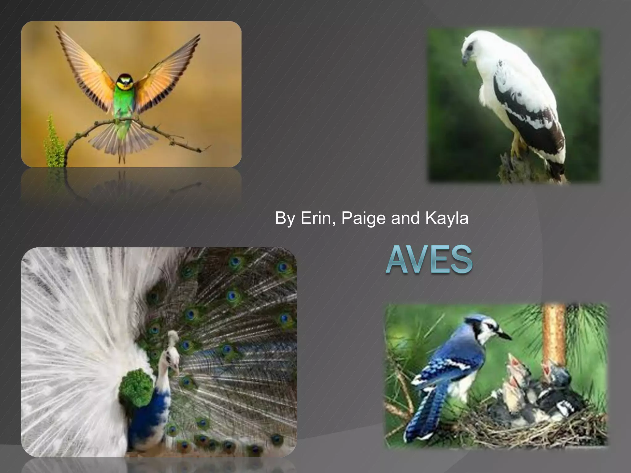 Aves | PPT