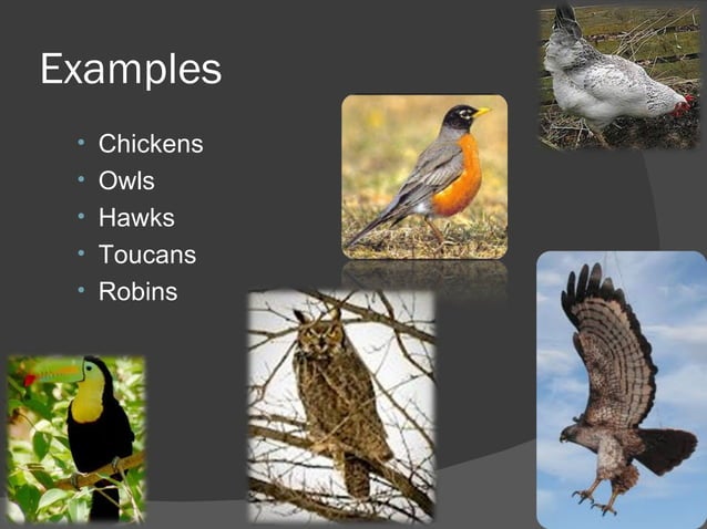 Aves | PPT