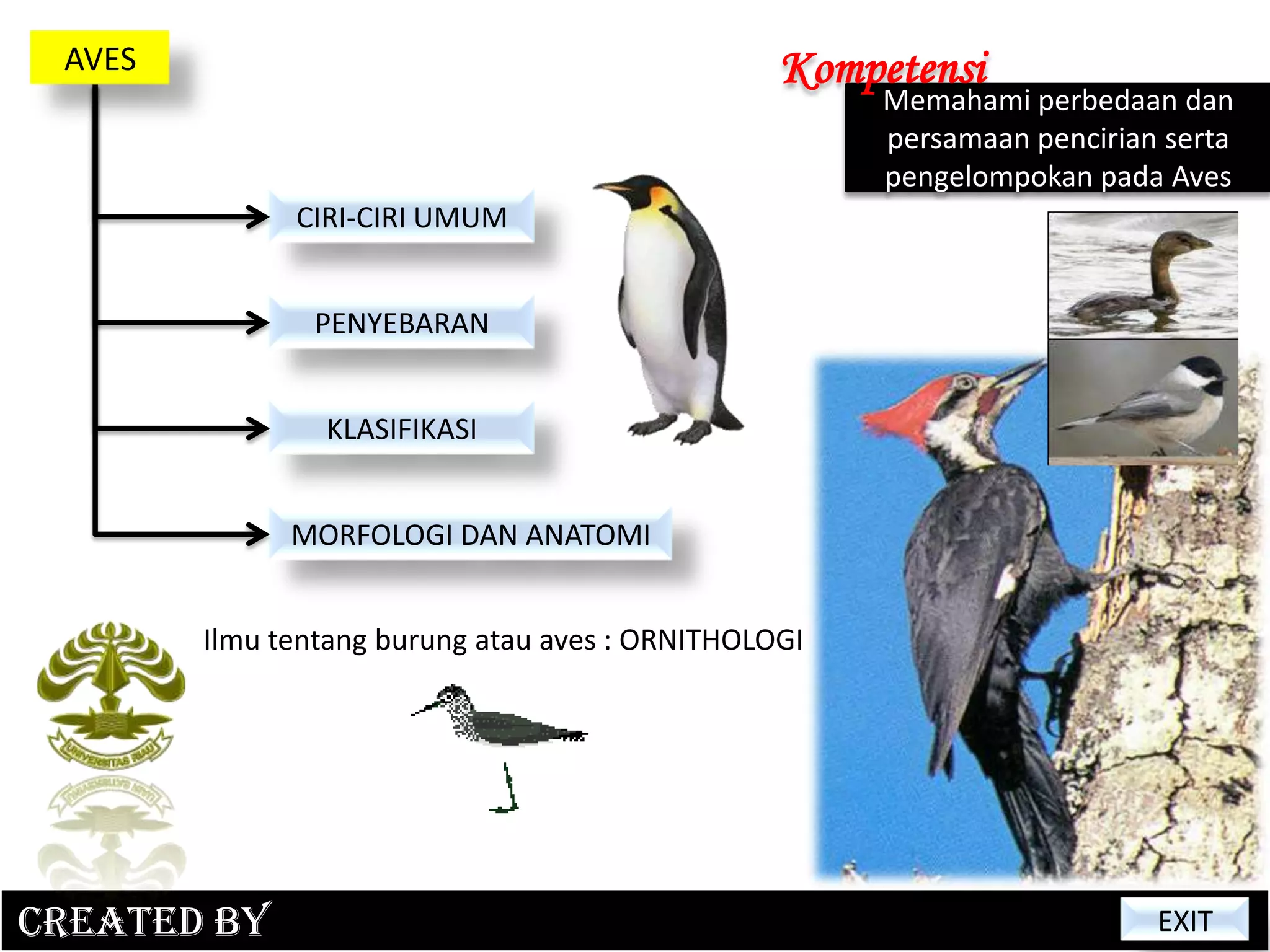 Aves animated | PPSX