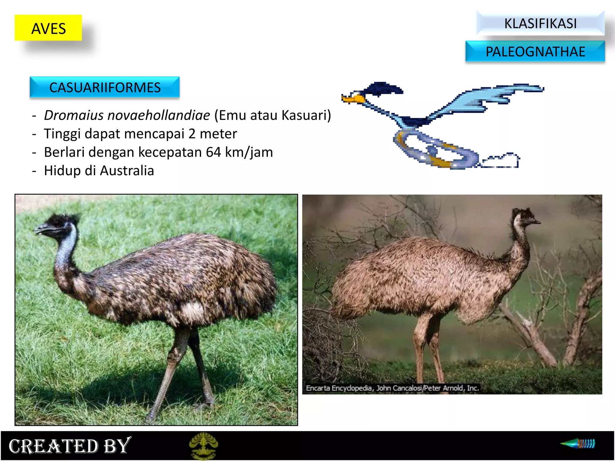 Aves animated | PPSX