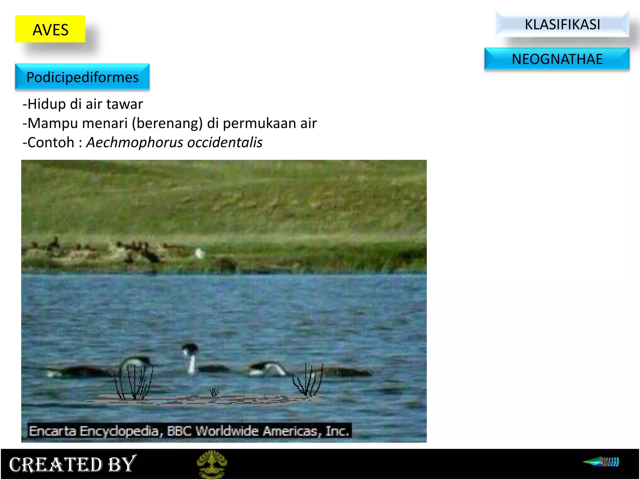 Aves animated | PPSX