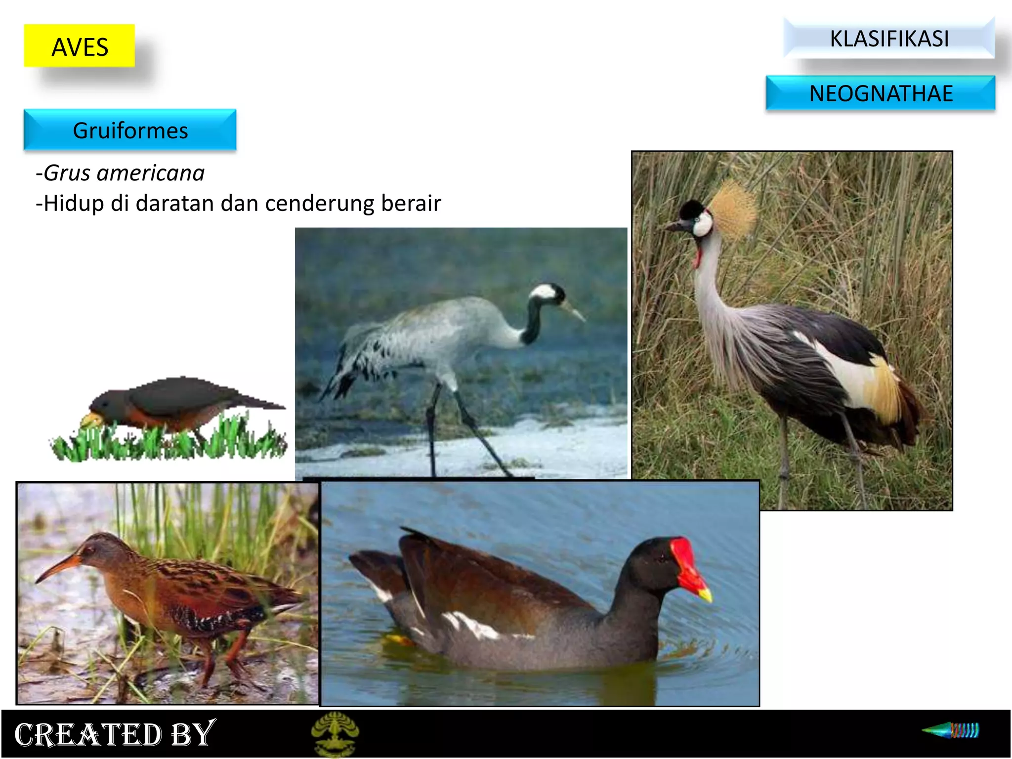 Aves animated | PPSX