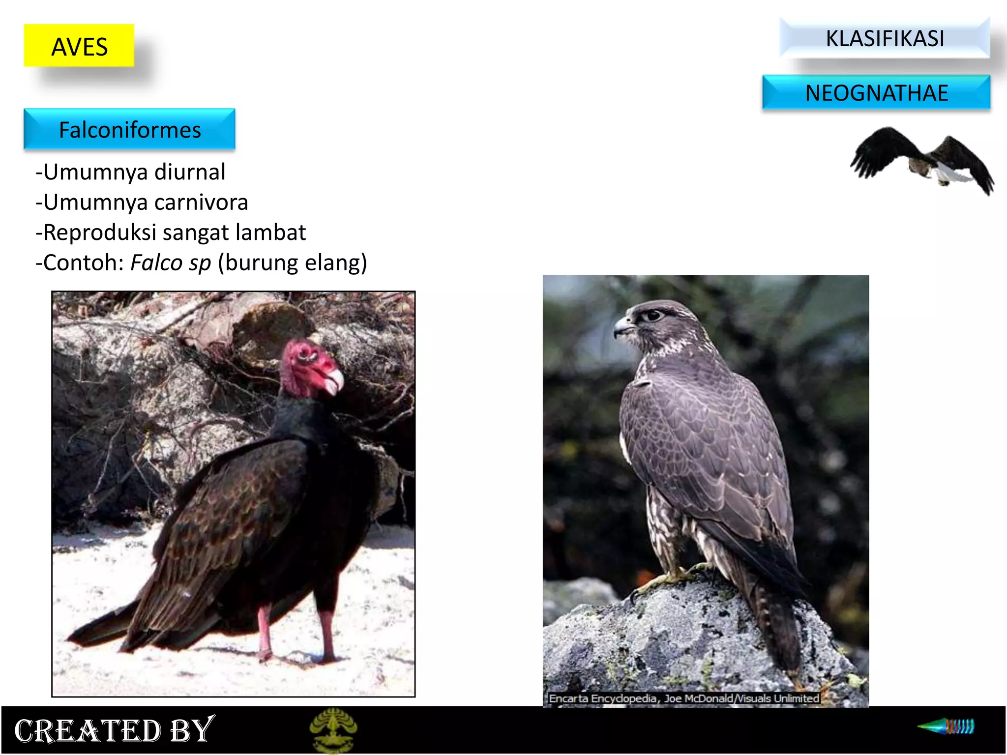 Aves animated | PPSX