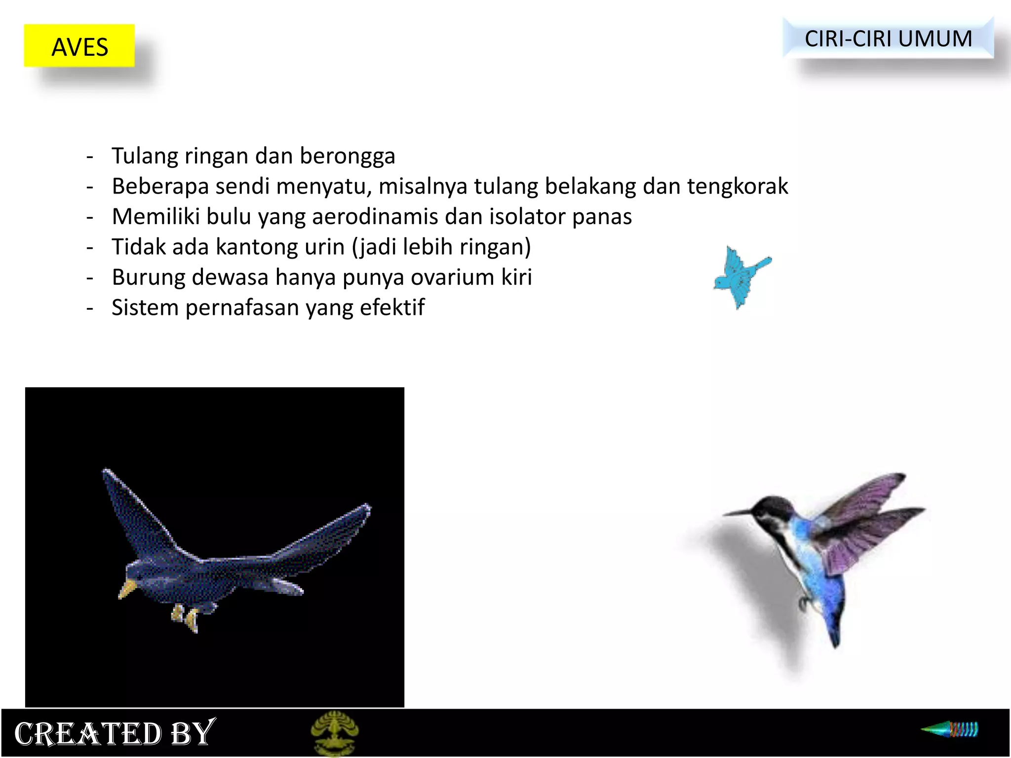 Aves animated | PPSX