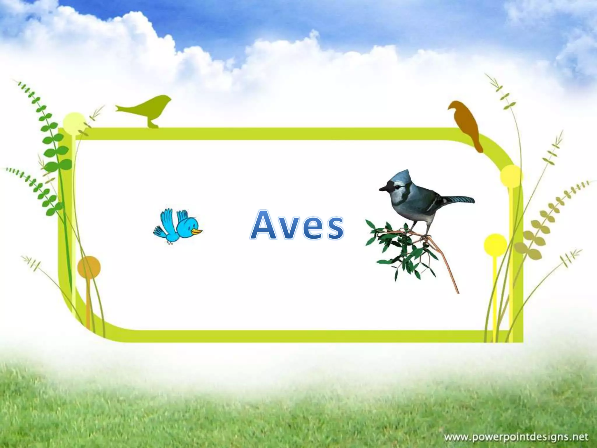 Aves [Birds] | PPT