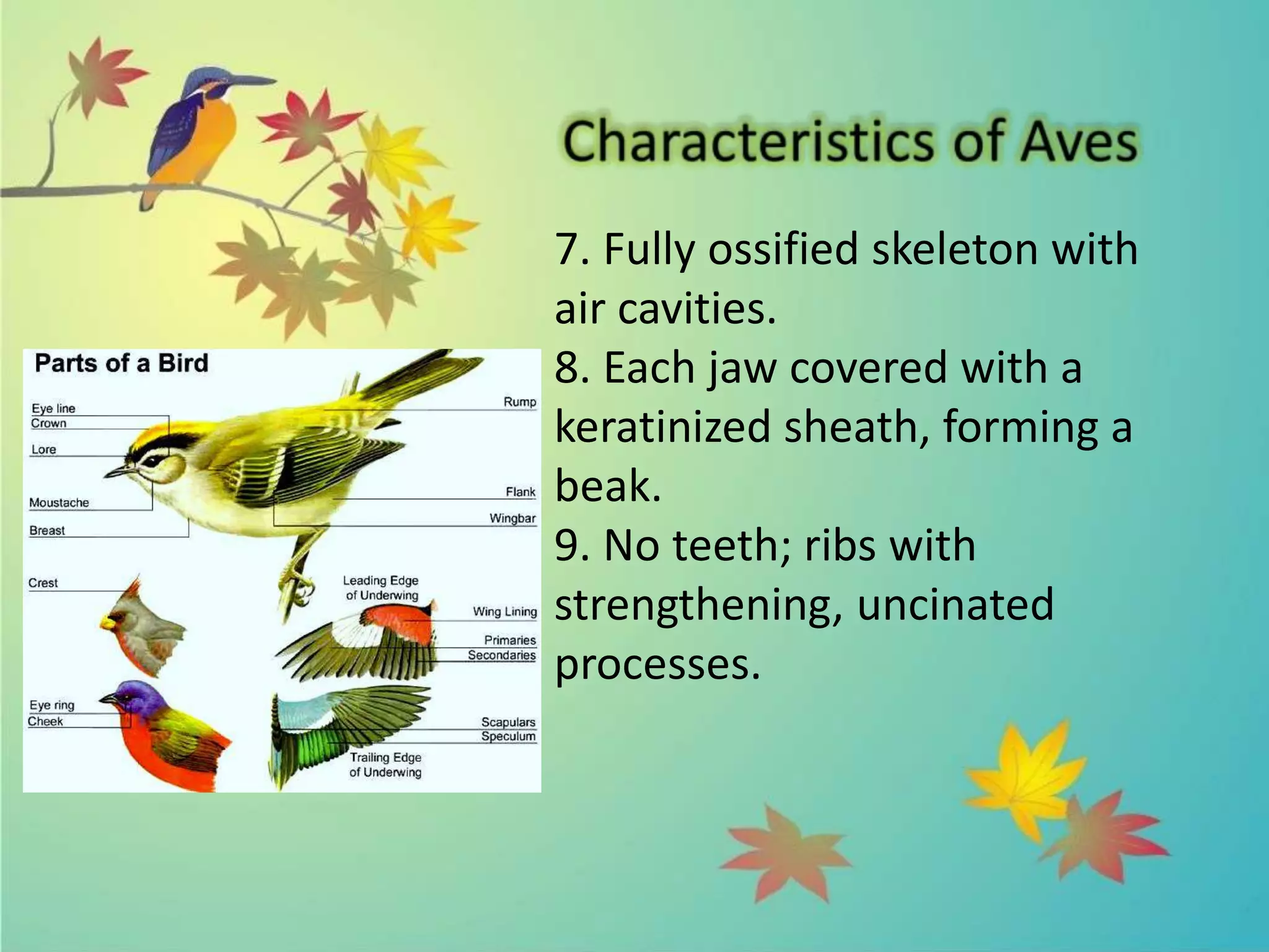 Aves [Birds] | PPTX | Birdwatching | Hobbies & Interests