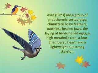 Aves [Birds] | PPTX