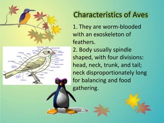 Aves [Birds] | PPTX | Birdwatching | Hobbies & Interests