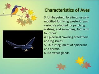 Aves [Birds] | PPTX | Birdwatching | Hobbies & Interests