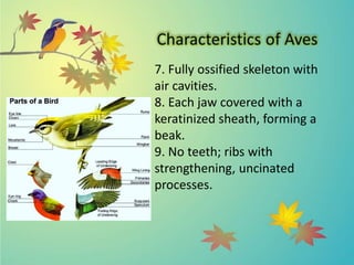 Class Aves Characteristics