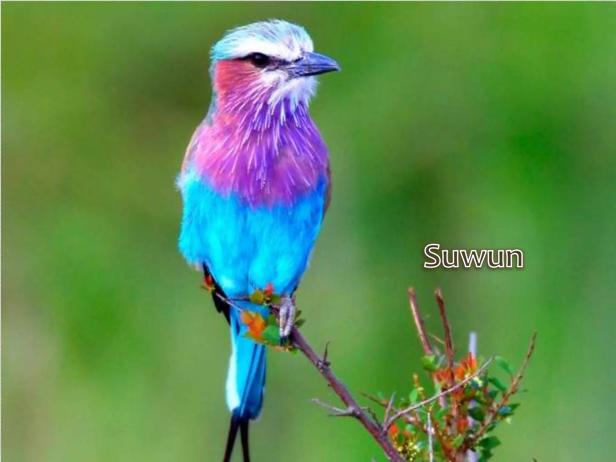 Aves (burung) | PPTX