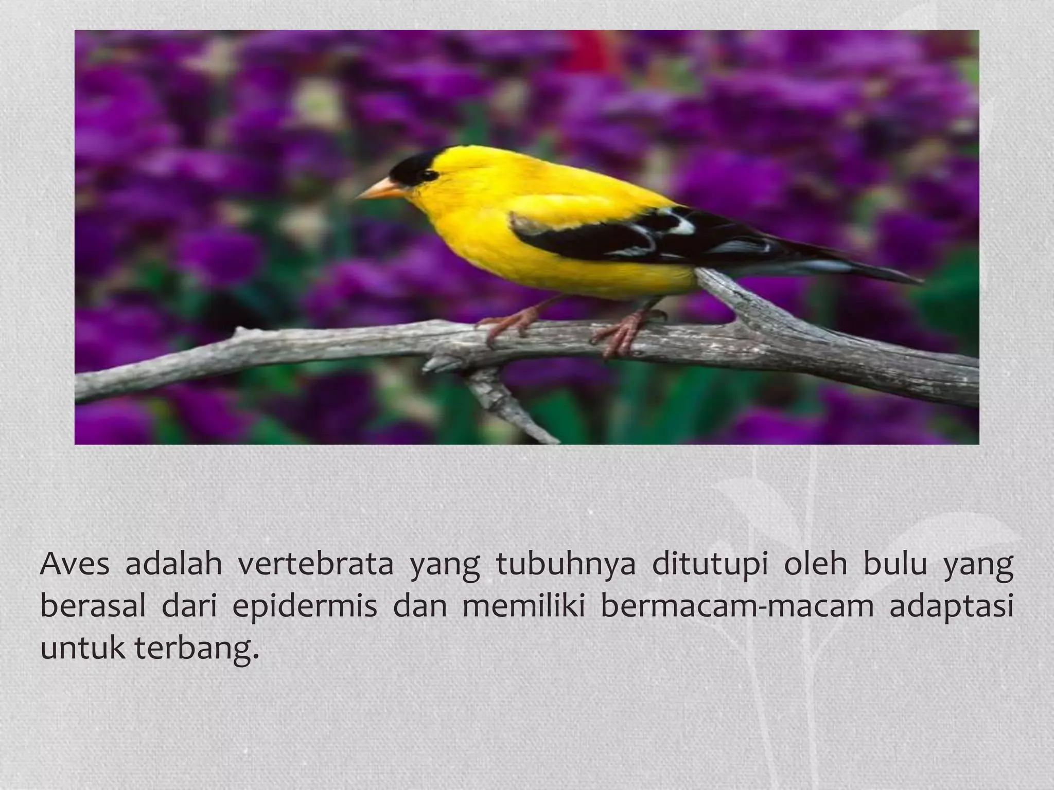 Aves (burung) | PPTX