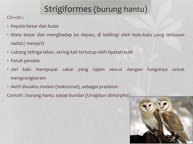 Aves (burung) | PPTX