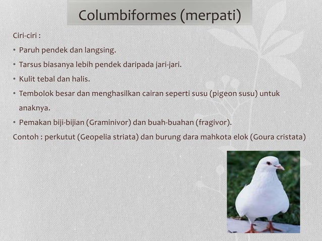 Aves (burung) | PPTX