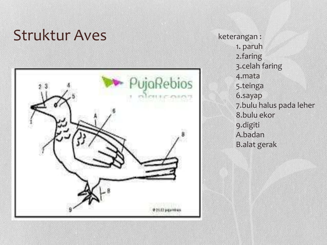 Aves (burung) | PPTX