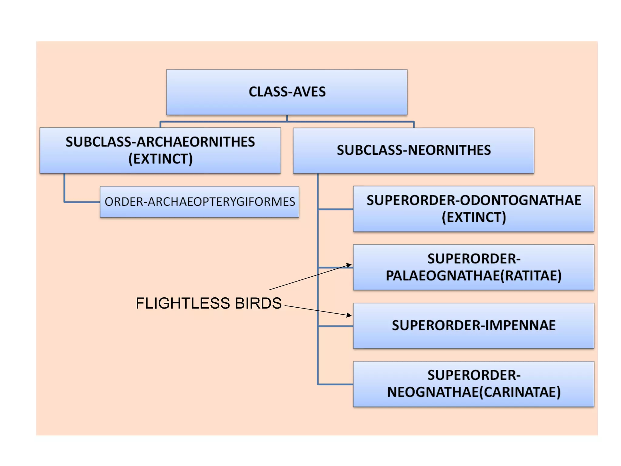 birds classification by deepak rawal | PPT