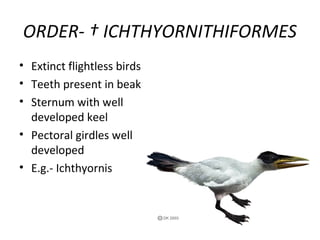 Classification Of Birds