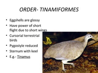 birds classification by deepak rawal | PPT