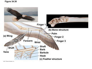birds classification by deepak rawal | PPT