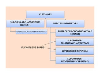 birds classification by deepak rawal | PPT