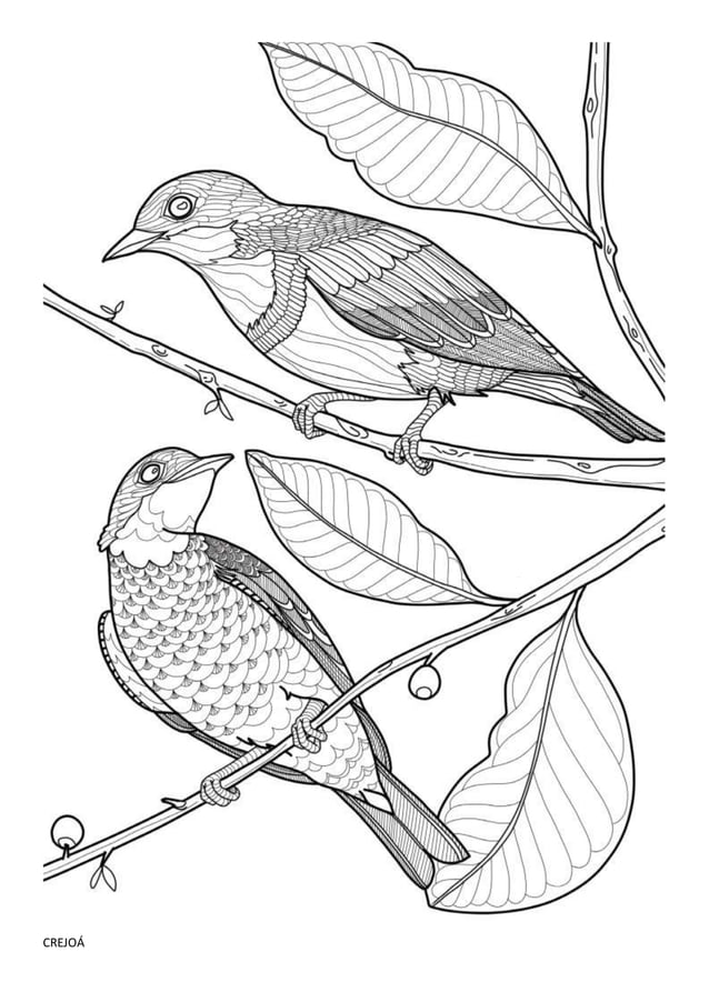 AVES DA MATA ATLANTICA.doc