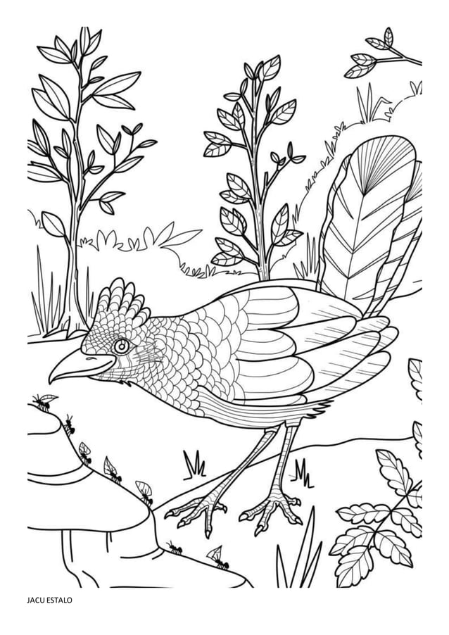 AVES DA MATA ATLANTICA.doc