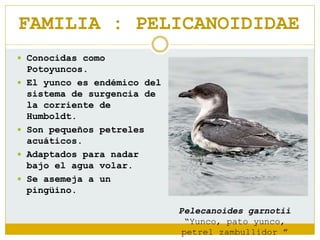 FAMILIA HYDROBATIDAE | PPTX