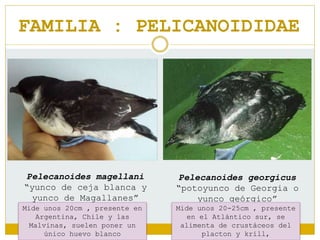 FAMILIA HYDROBATIDAE | PPTX