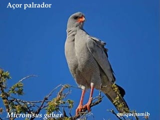 Aves de Angola - AVES DE RAPINA | PPSX | Birds | Pets