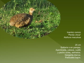Aves de la ecorregión pampeana pastizal. | PPT