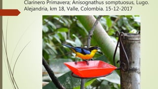 Aves en colombia | PPTX