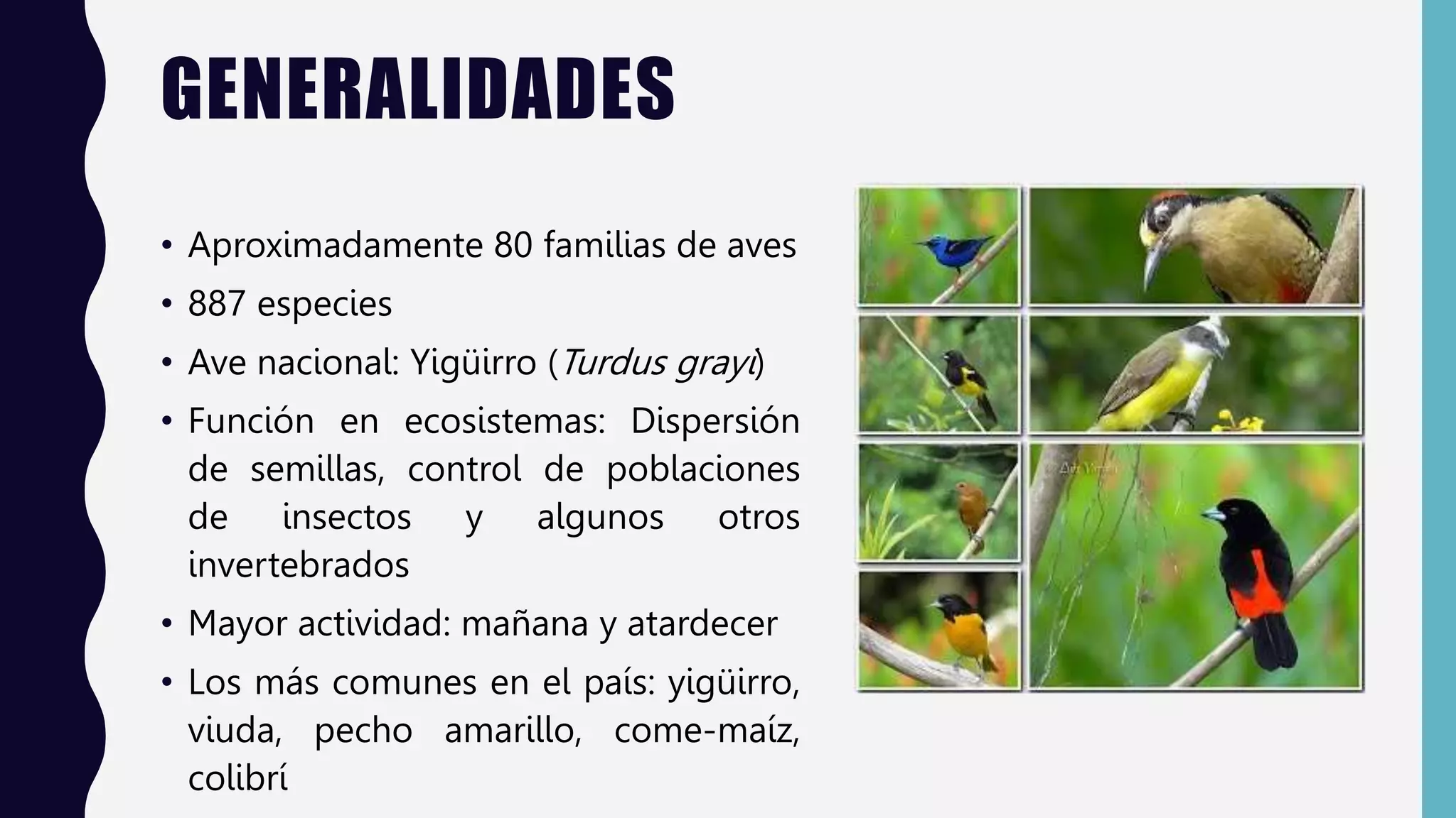 Aves en costa rica.pptx