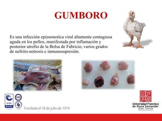 ENFERMEDAD VIRAL (GUMBORO Y ENCEFALOMIELITIS) | PPTX