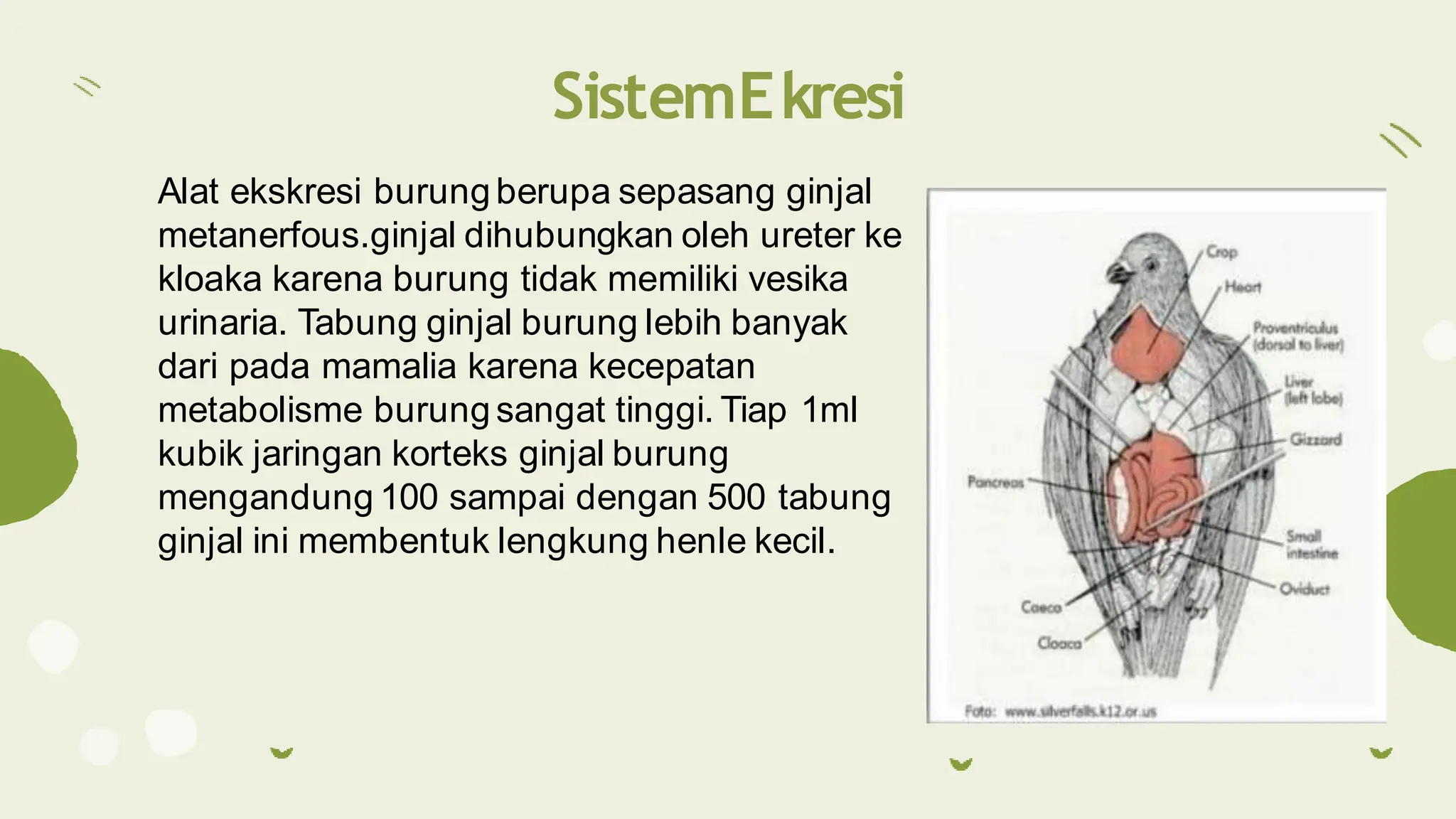 vertebrata biologi AVES I_ KELOMPOK 7.pptx