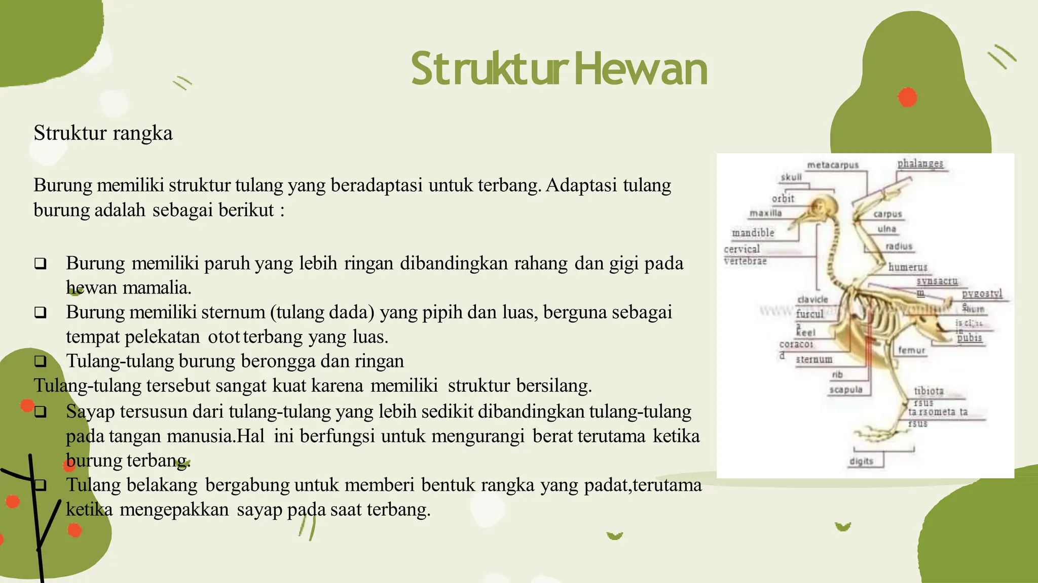 vertebrata biologi AVES I_ KELOMPOK 7.pptx