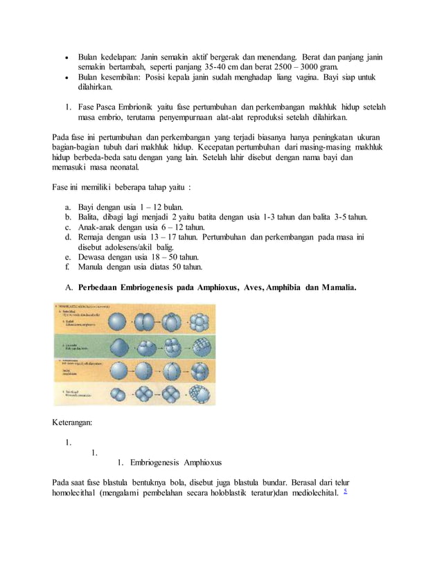 Aves mempunyai tipe telur megalesital | DOCX