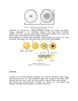 Aves mempunyai tipe telur megalesital | DOCX