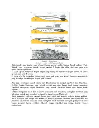 Aves mempunyai tipe telur megalesital | DOCX