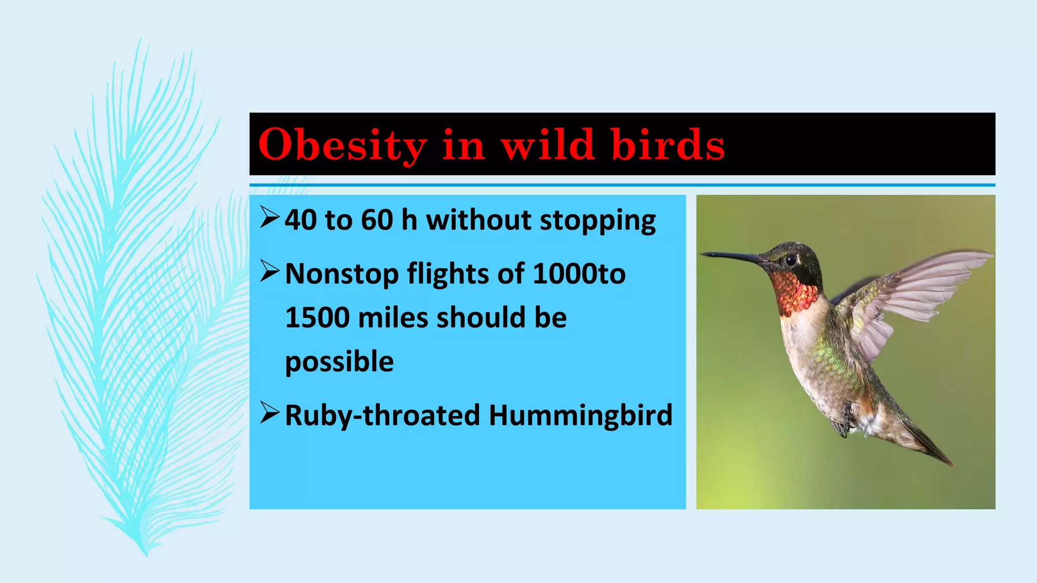 Aves obesity | PPT | Birds | Pets