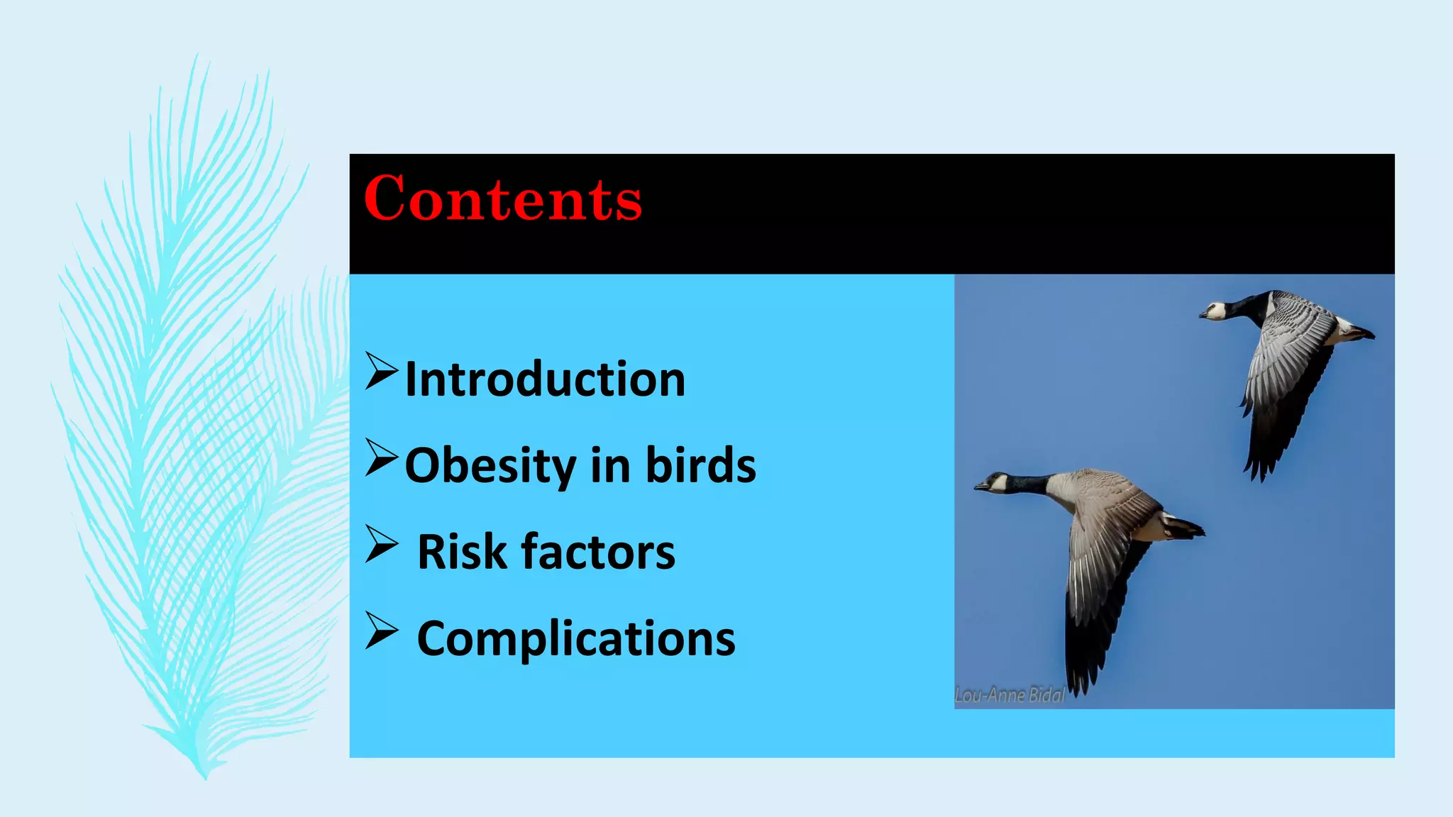 Aves obesity | PPT | Birds | Pets