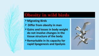 Aves obesity | PPT | Birds | Pets