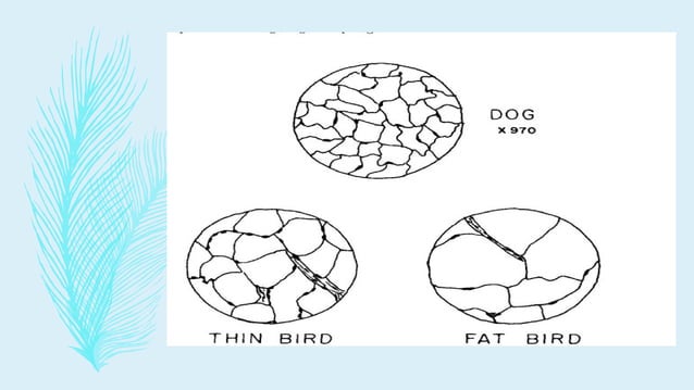 Aves obesity | PPT | Birds | Pets