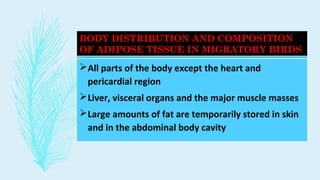 Aves obesity | PPT | Birds | Pets
